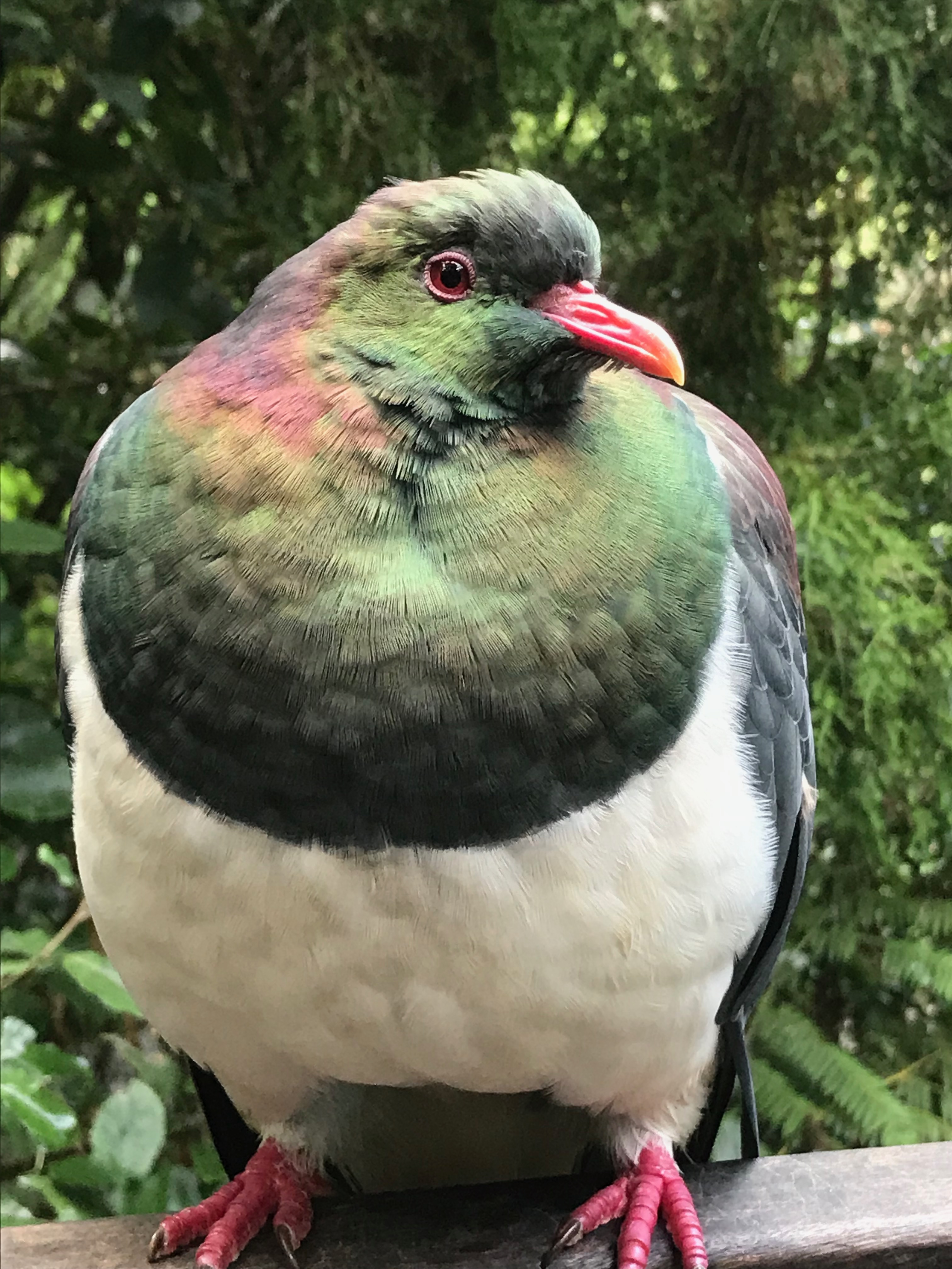 In which I learn to pick up birds. – Nik Dirga