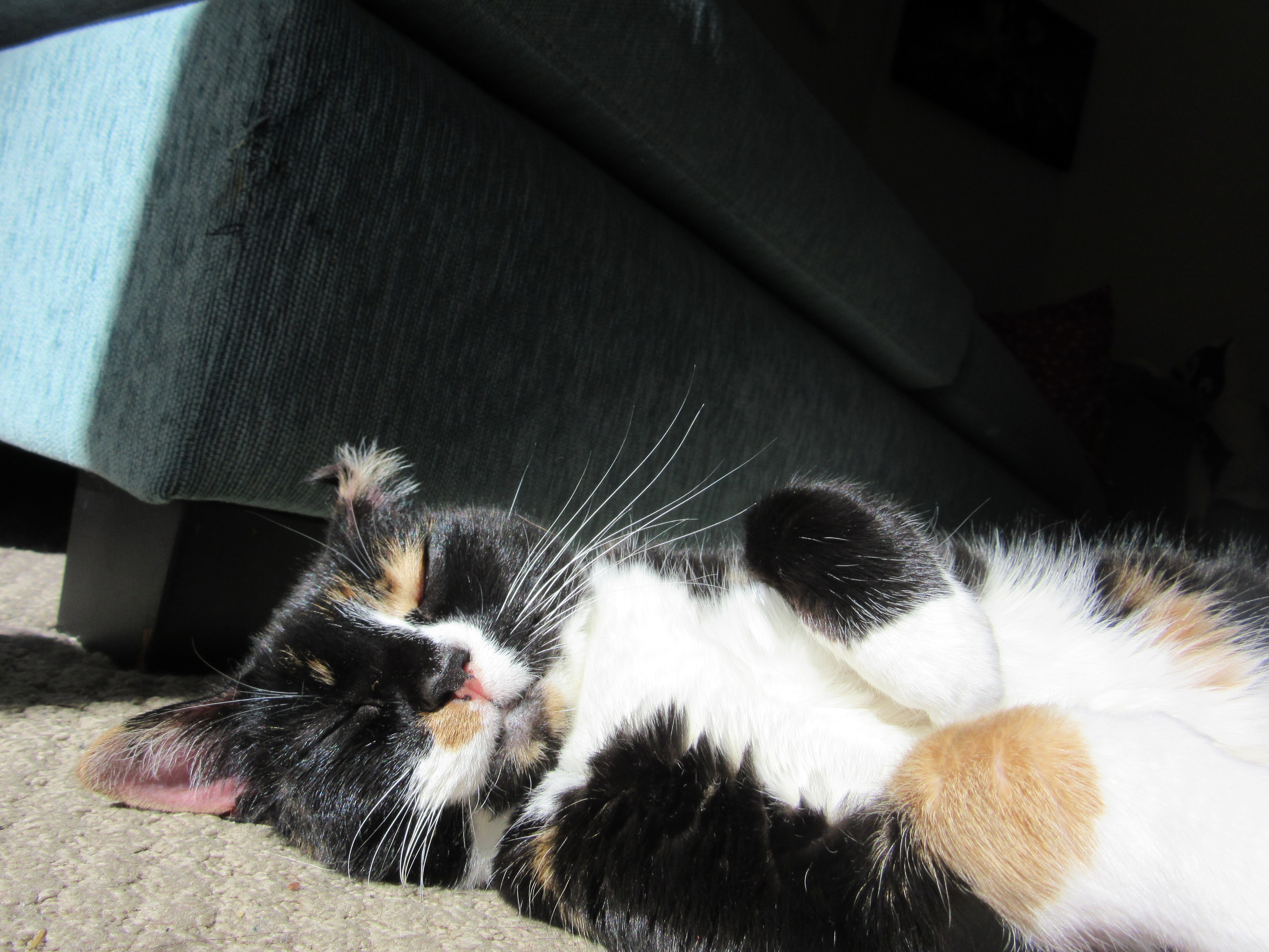 Bowie was a good cat – Nik Dirga